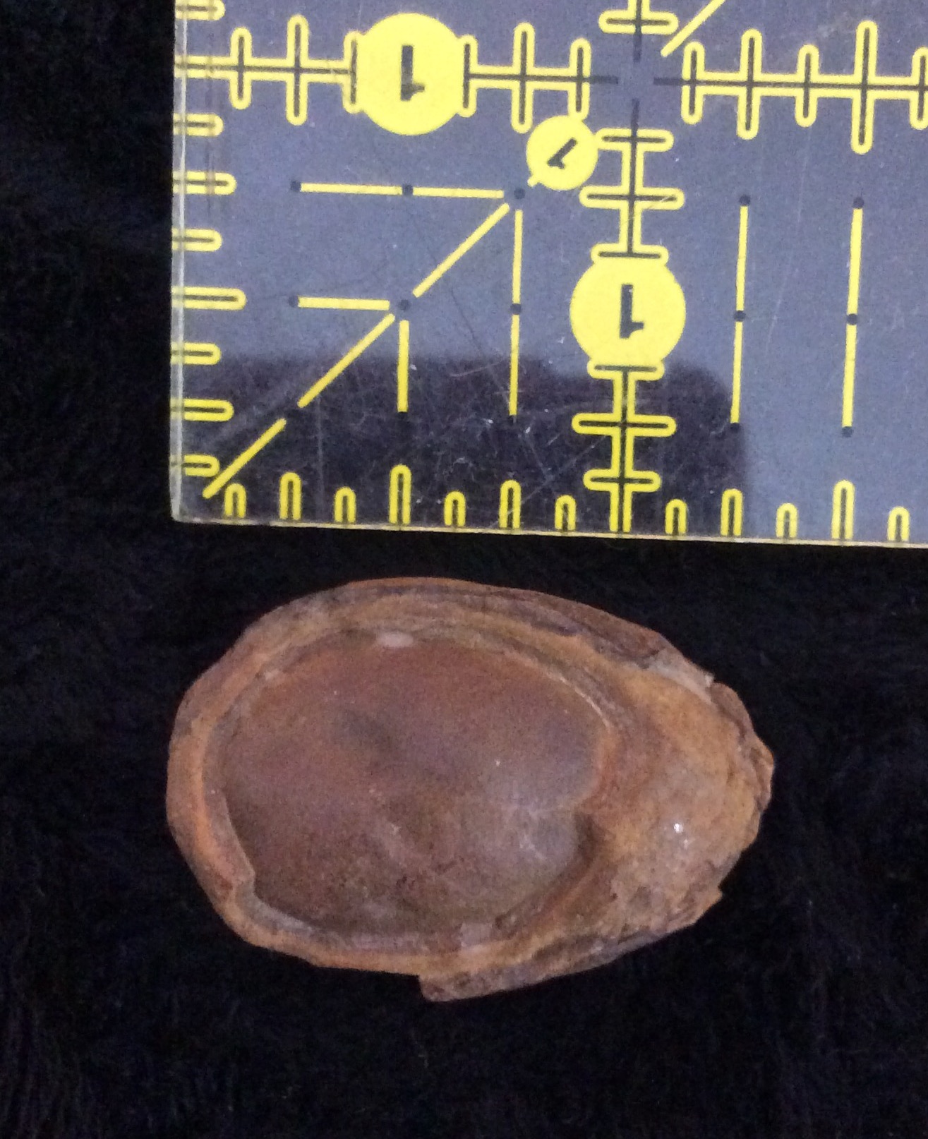 Petrified or fossilized walnut? - Fossil ID - The Fossil Forum