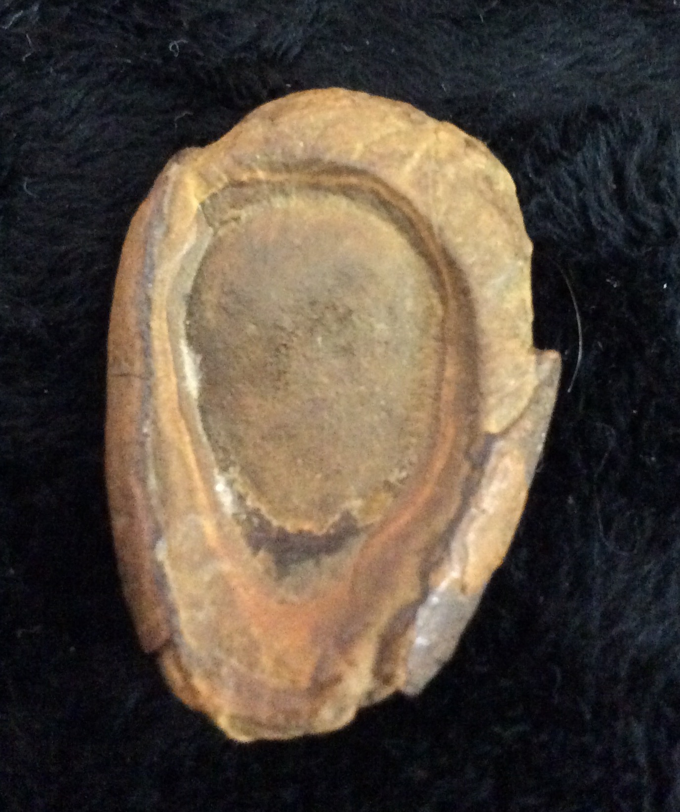 Petrified or fossilized walnut? - Fossil ID - The Fossil Forum