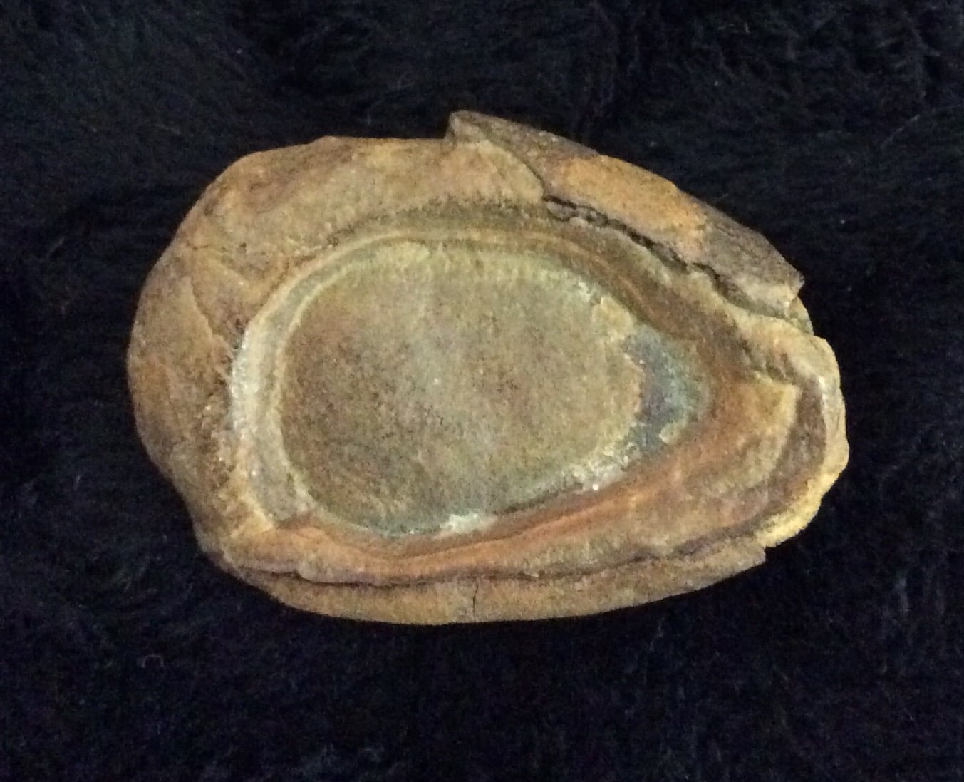 Petrified or fossilized walnut? - Fossil ID - The Fossil Forum