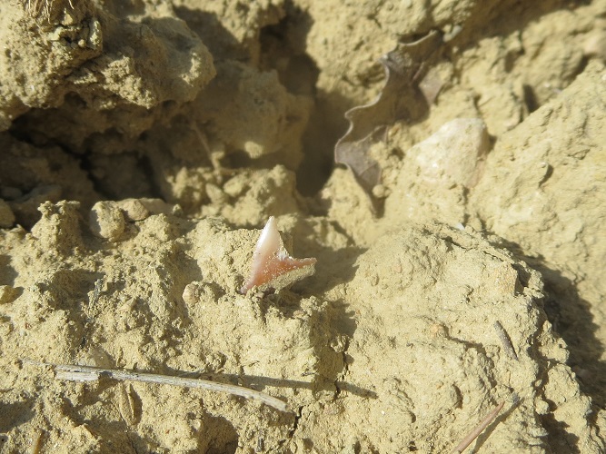 Miocene of Catalunya,Spain - Fossil Hunting Trips - The Fossil Forum