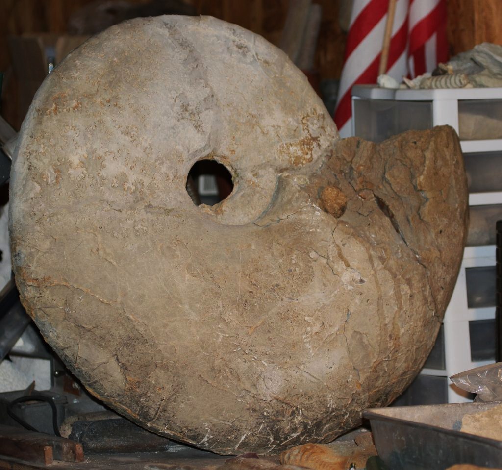 Yard Ammonite now a house dweller - Member Collections - The Fossil Forum