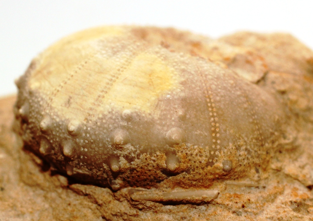 July 2016 Invertebrate / Plant Find Of The Month - Fossil of the Month ...