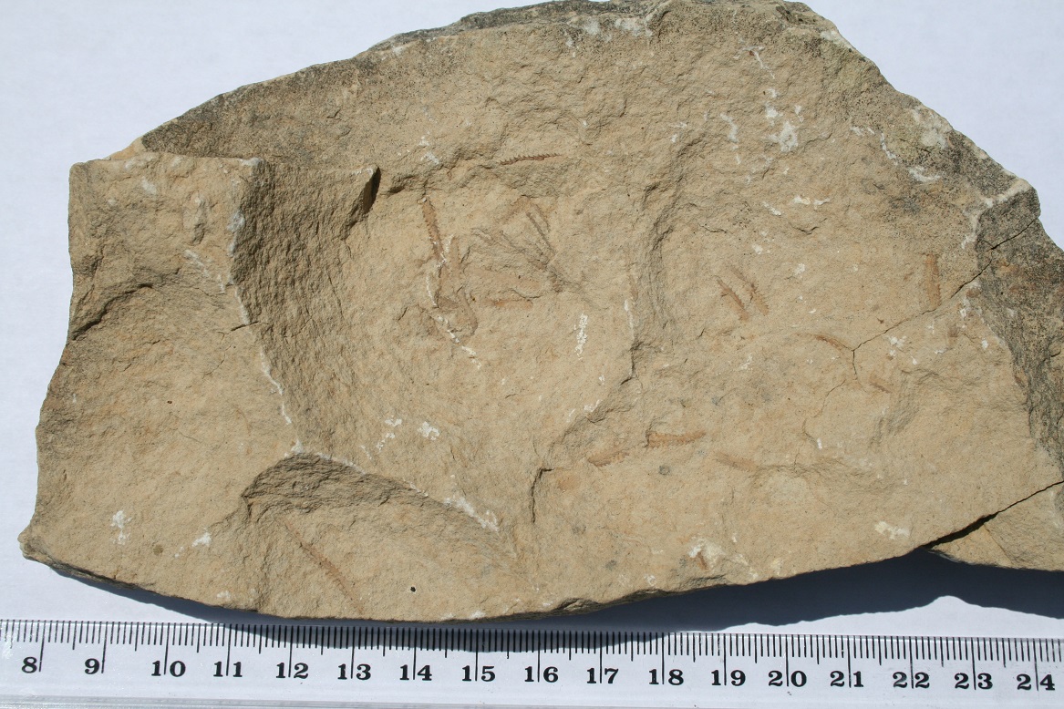 July 2016 Invertebrate / Plant Find Of The Month - Fossil of the Month ...