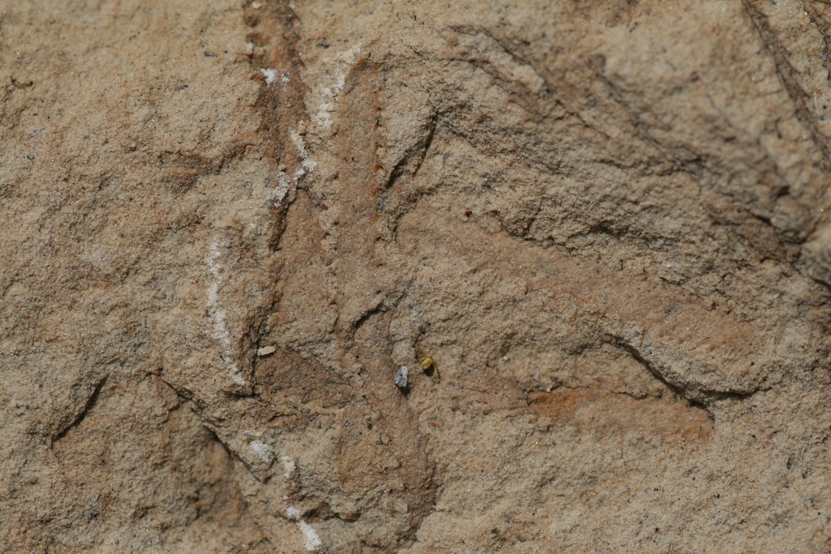 July 2016 Invertebrate / Plant Find Of The Month - Fossil of the Month ...