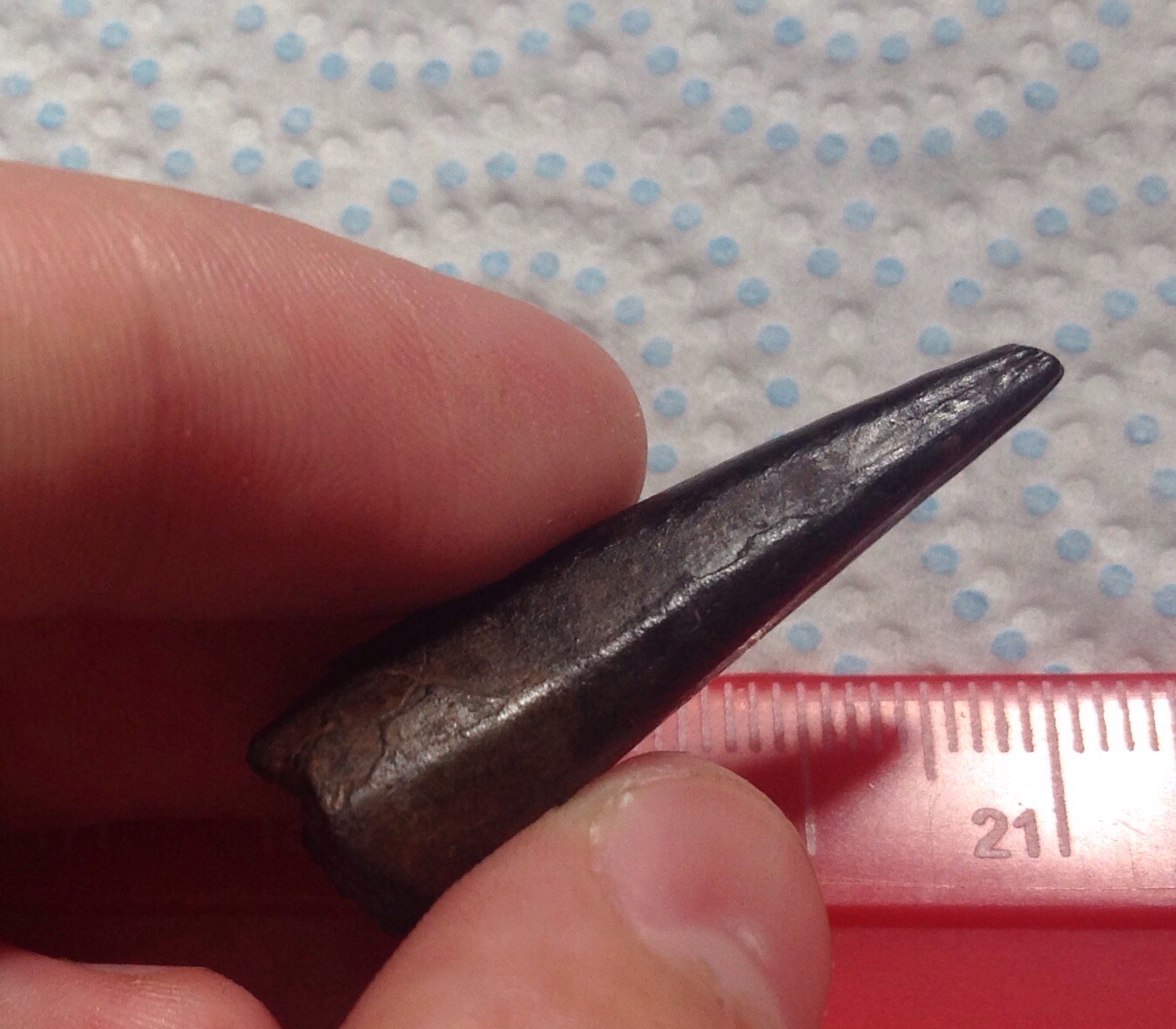 July 2016 Invertebrate / Plant Find Of The Month - Fossil of the Month ...