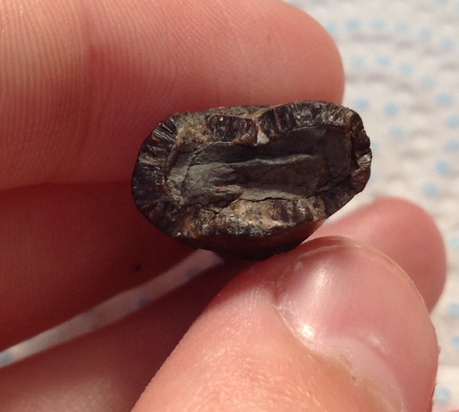 July 2016 Invertebrate / Plant Find Of The Month - Fossil of the Month ...