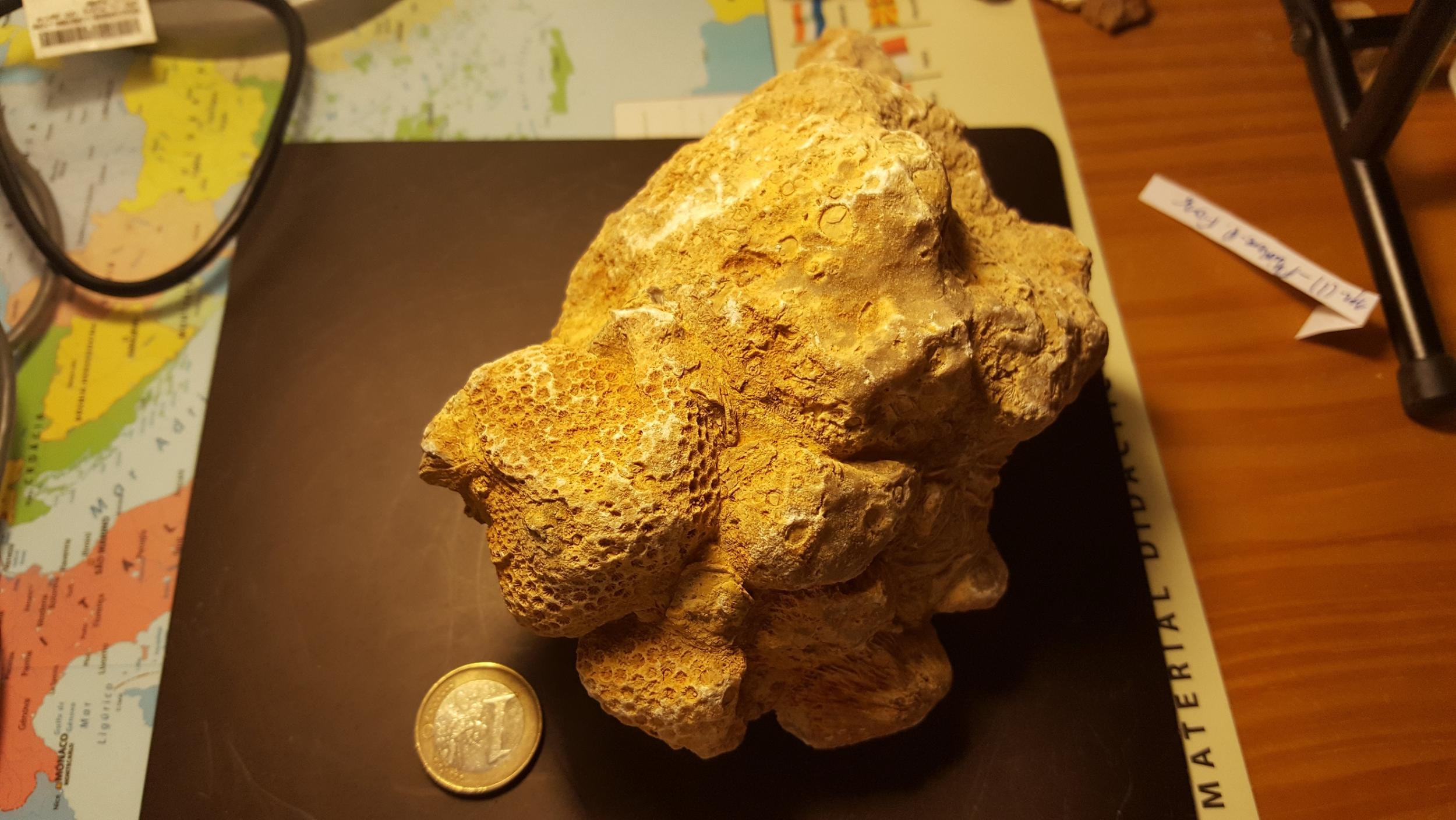 July 2016 Invertebrate / Plant Find Of The Month - Fossil of the Month ...