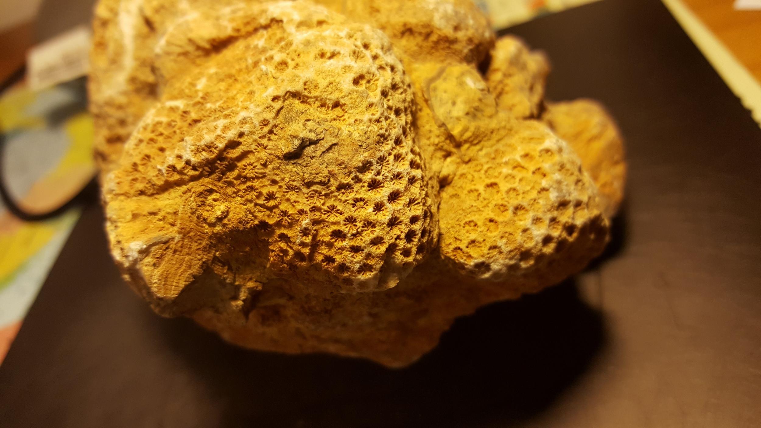 July 2016 Invertebrate / Plant Find Of The Month - Fossil of the Month ...