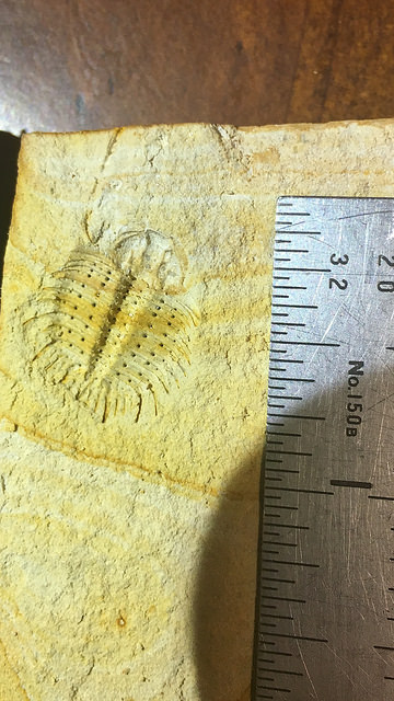 July 2016 Invertebrate / Plant Find Of The Month - Fossil of the Month ...