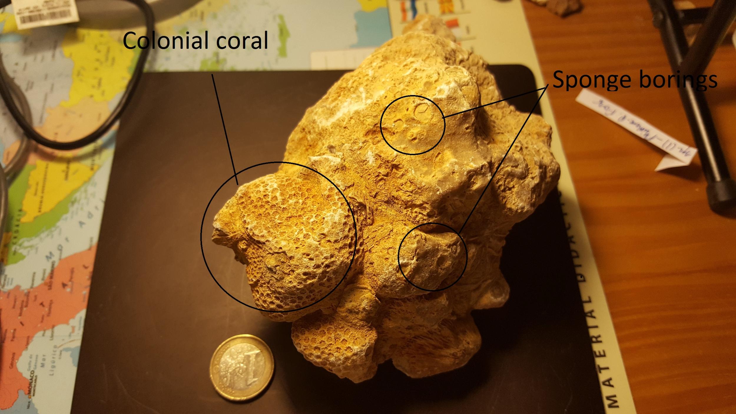 July 2016 Invertebrate / Plant Find Of The Month - Fossil of the Month ...