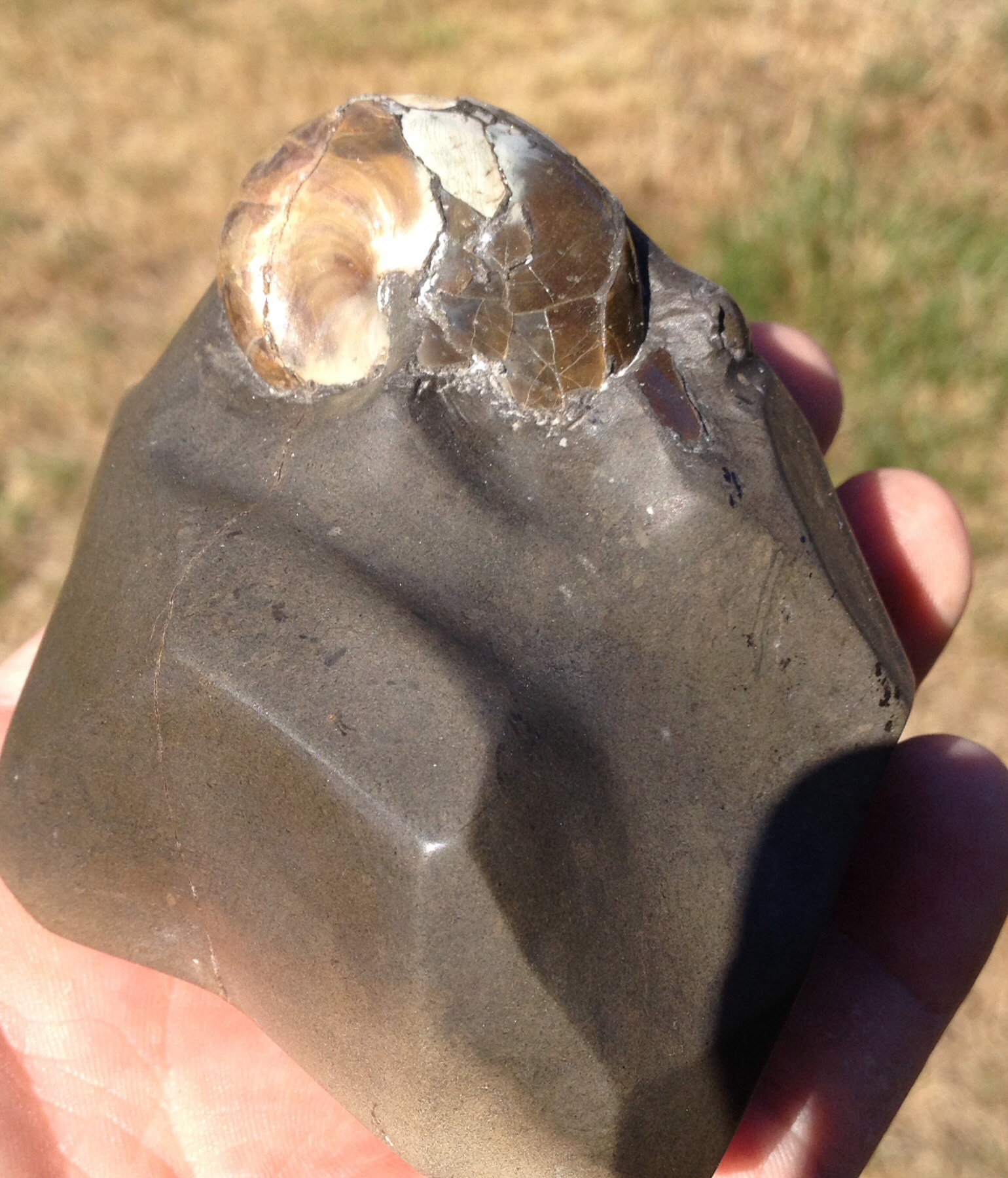 July 2016 Invertebrate / Plant Find Of The Month - Fossil of the Month ...