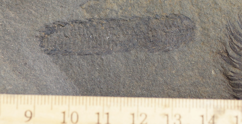 July 2016 Invertebrate / Plant Find Of The Month - Fossil of the Month ...