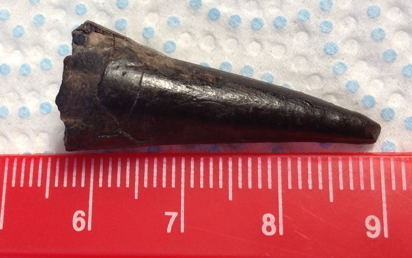 July 2016 Invertebrate / Plant Find Of The Month - Fossil of the Month ...