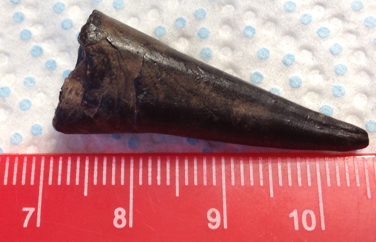 July 2016 Invertebrate / Plant Find Of The Month - Fossil of the Month ...