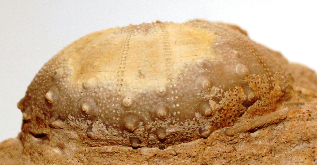 July 2016 Invertebrate / Plant Find Of The Month - Fossil of the Month ...
