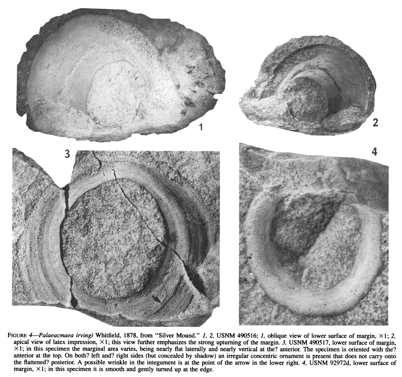 Another Cambrian Unknown - Fossil ID - The Fossil Forum