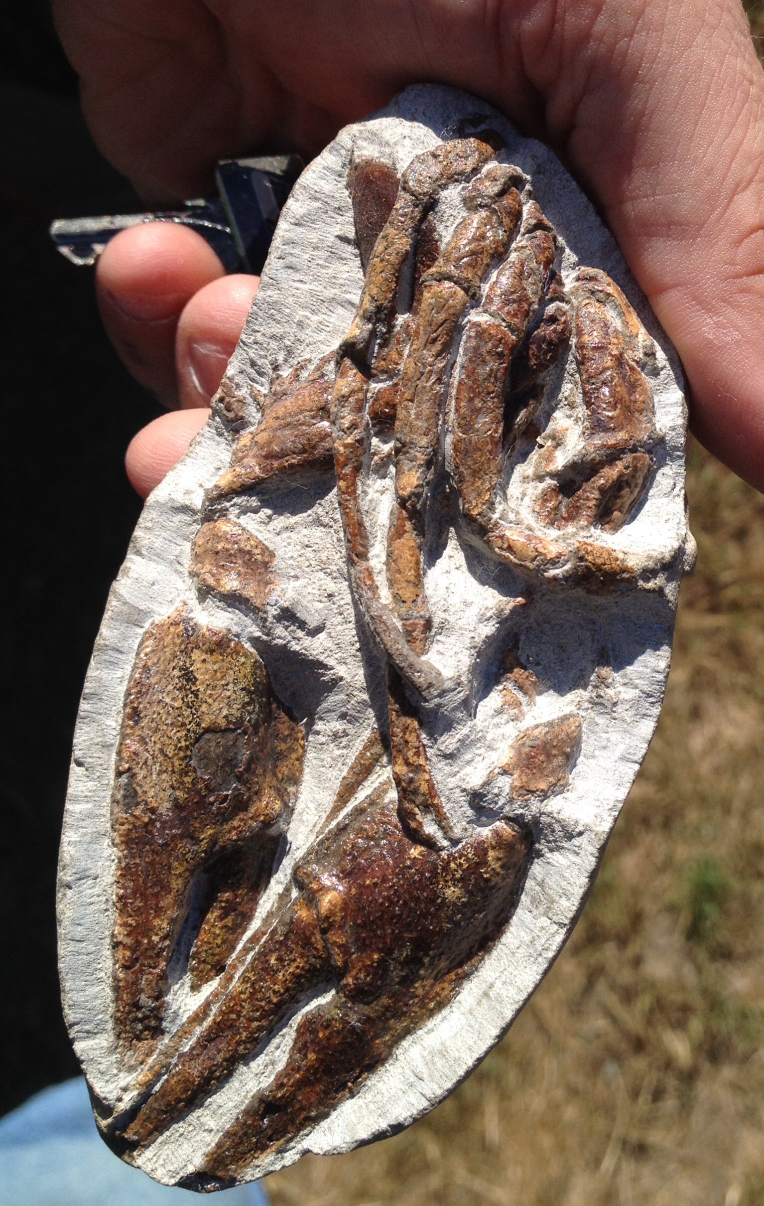Crawfish fossil - Fossil Preparation - The Fossil Forum