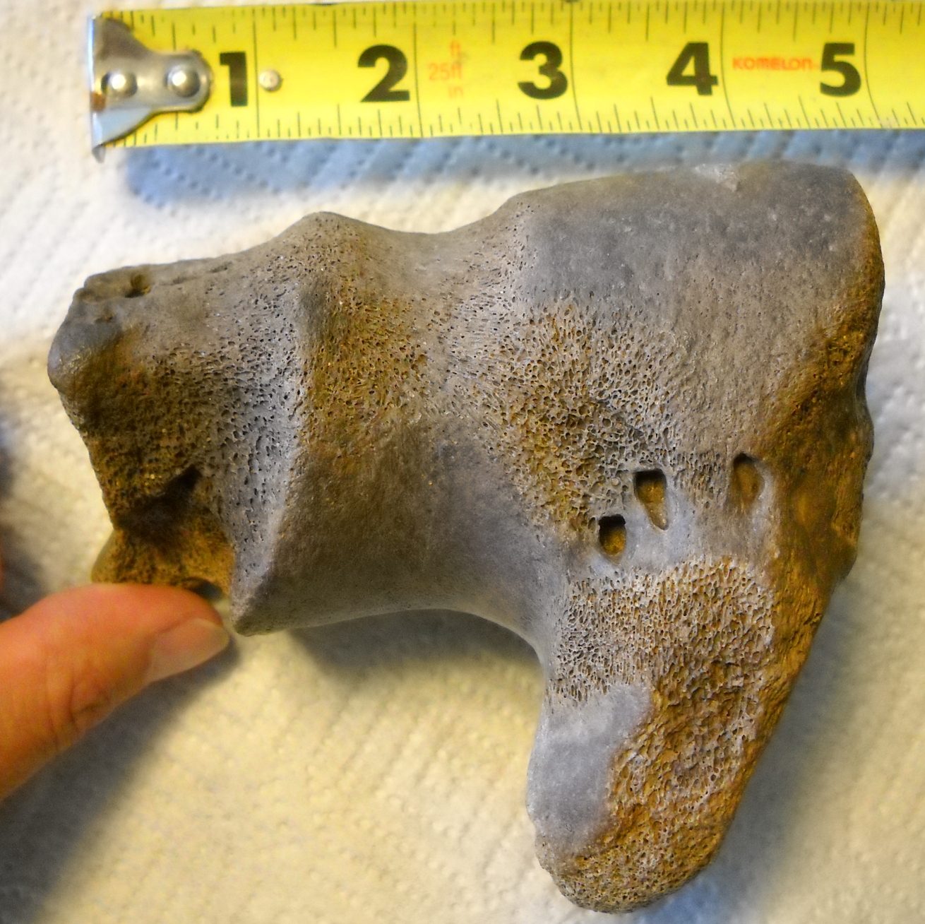stumped by this large mammal bone - Fossil ID - The Fossil Forum