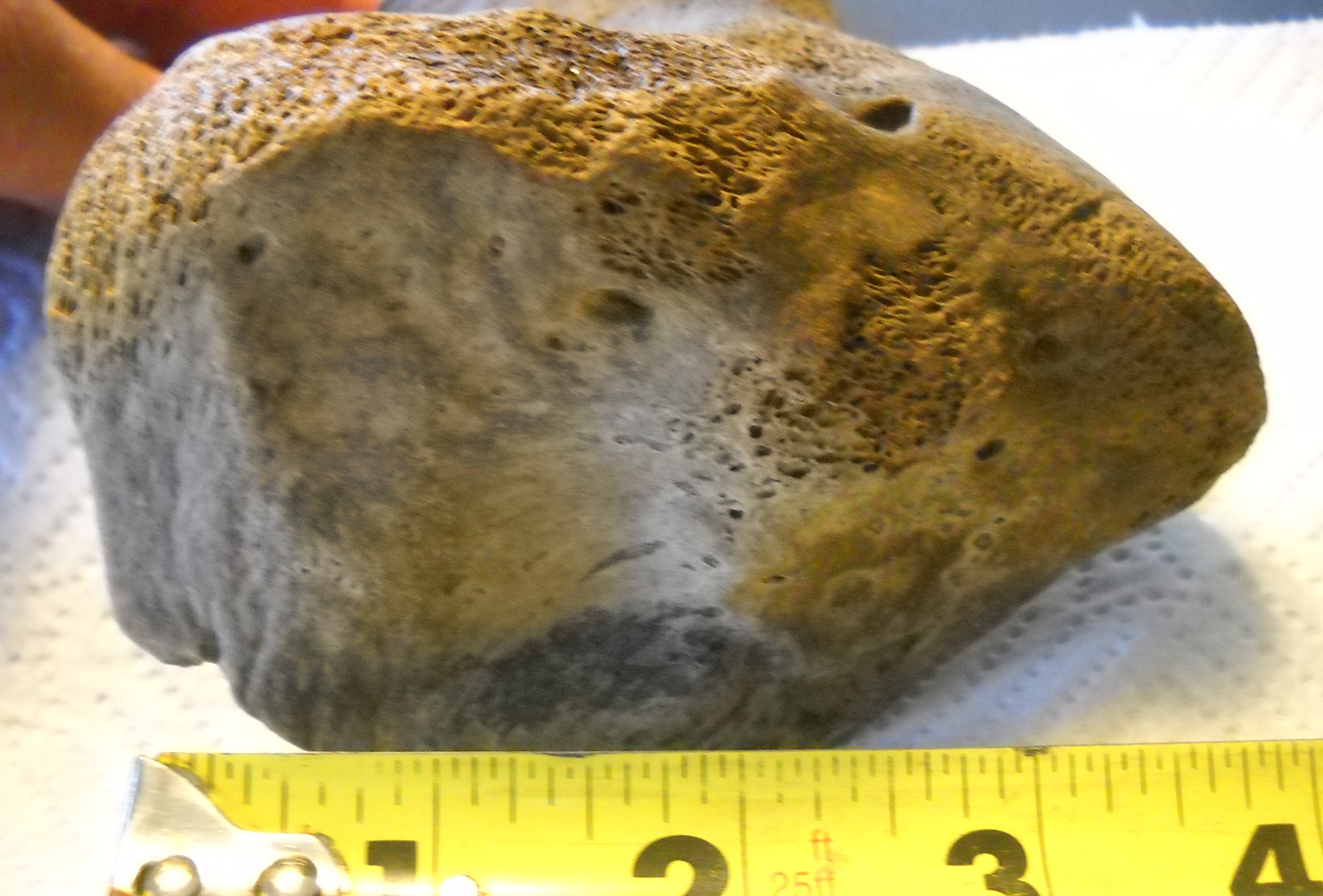 stumped by this large mammal bone - Fossil ID - The Fossil Forum