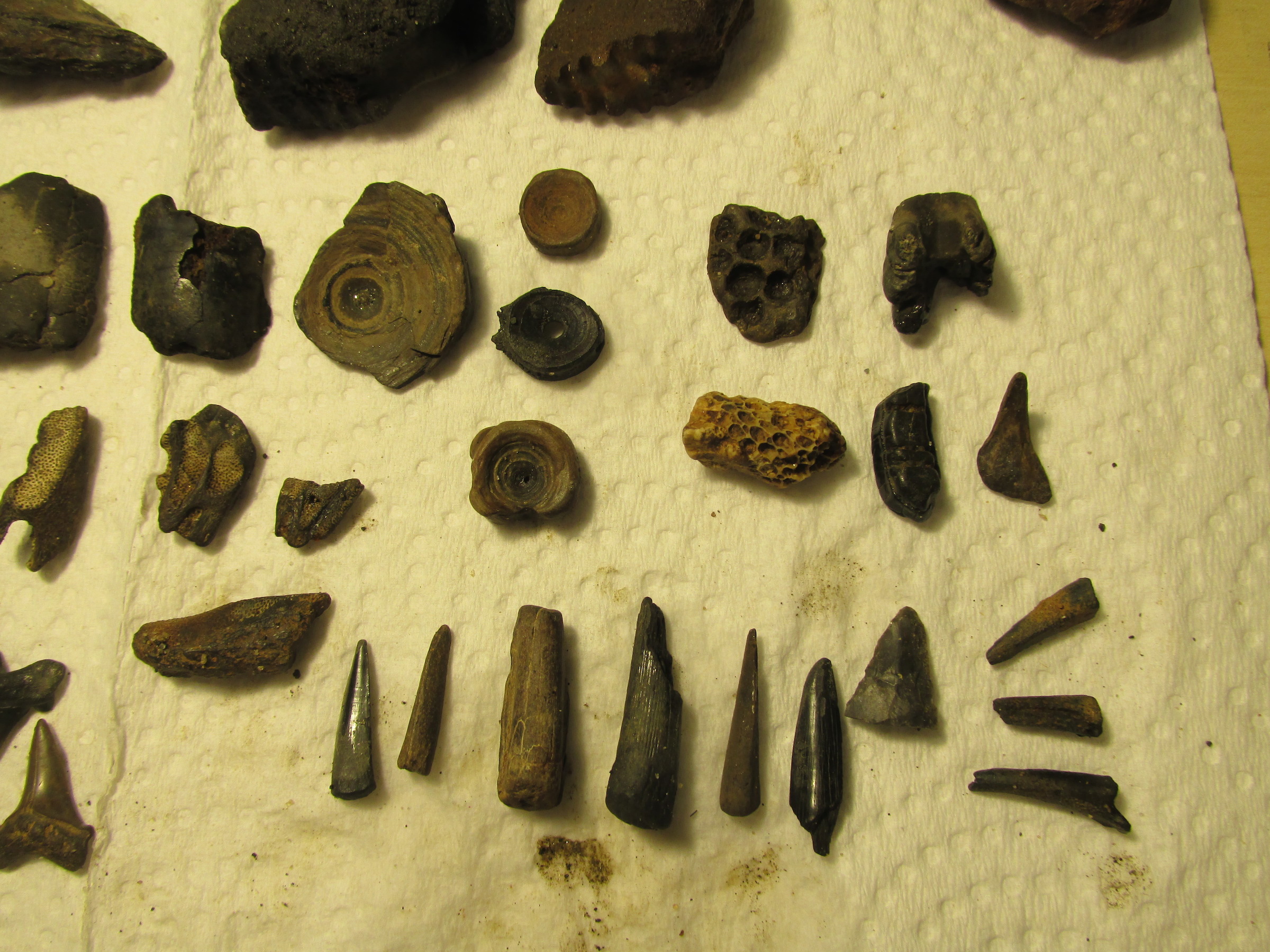Last Trip of Summer: Long Day: NJ Cretaceous - Fossil Hunting Trips ...