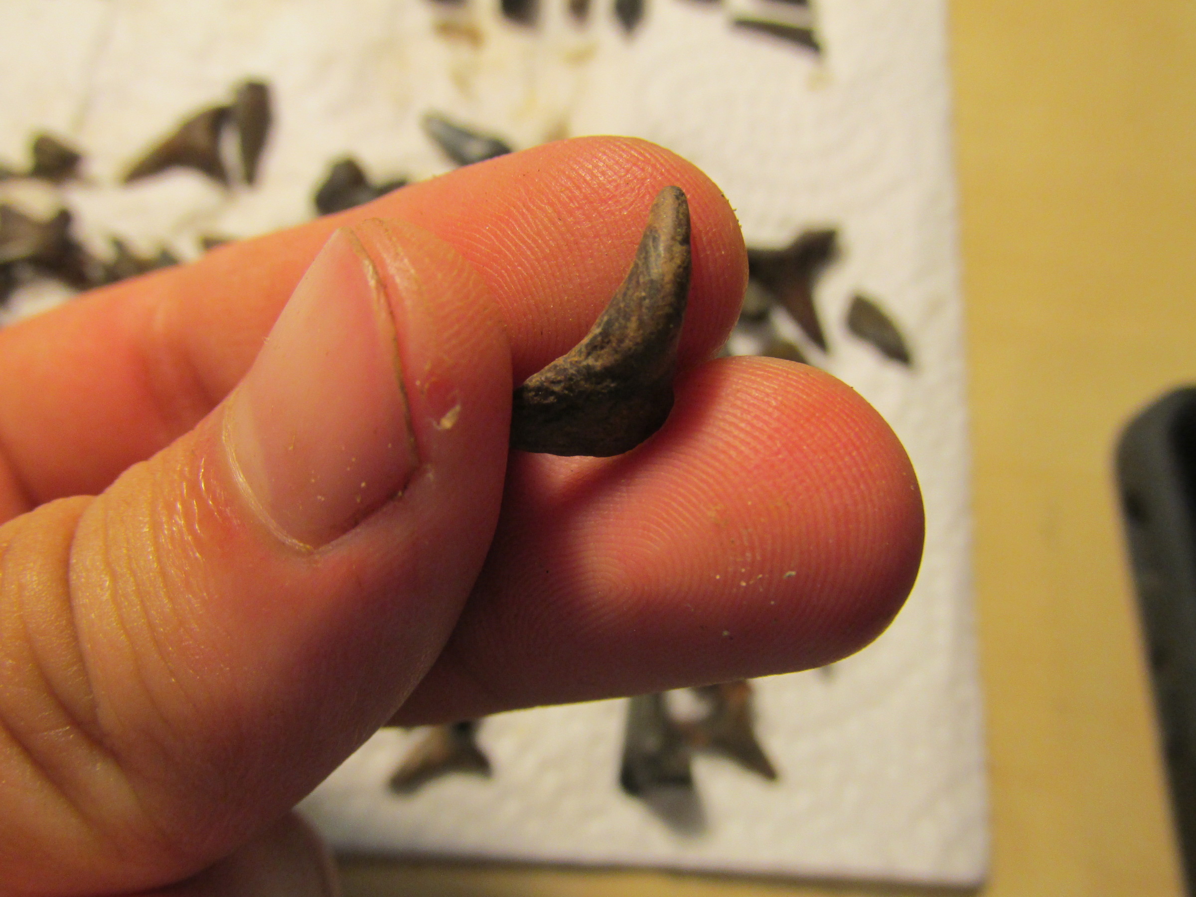 Last Trip of Summer: Long Day: NJ Cretaceous - Fossil Hunting Trips ...