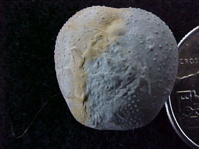 Fred Macraster The Texas Echinoid - Fossil ID - The Fossil Forum