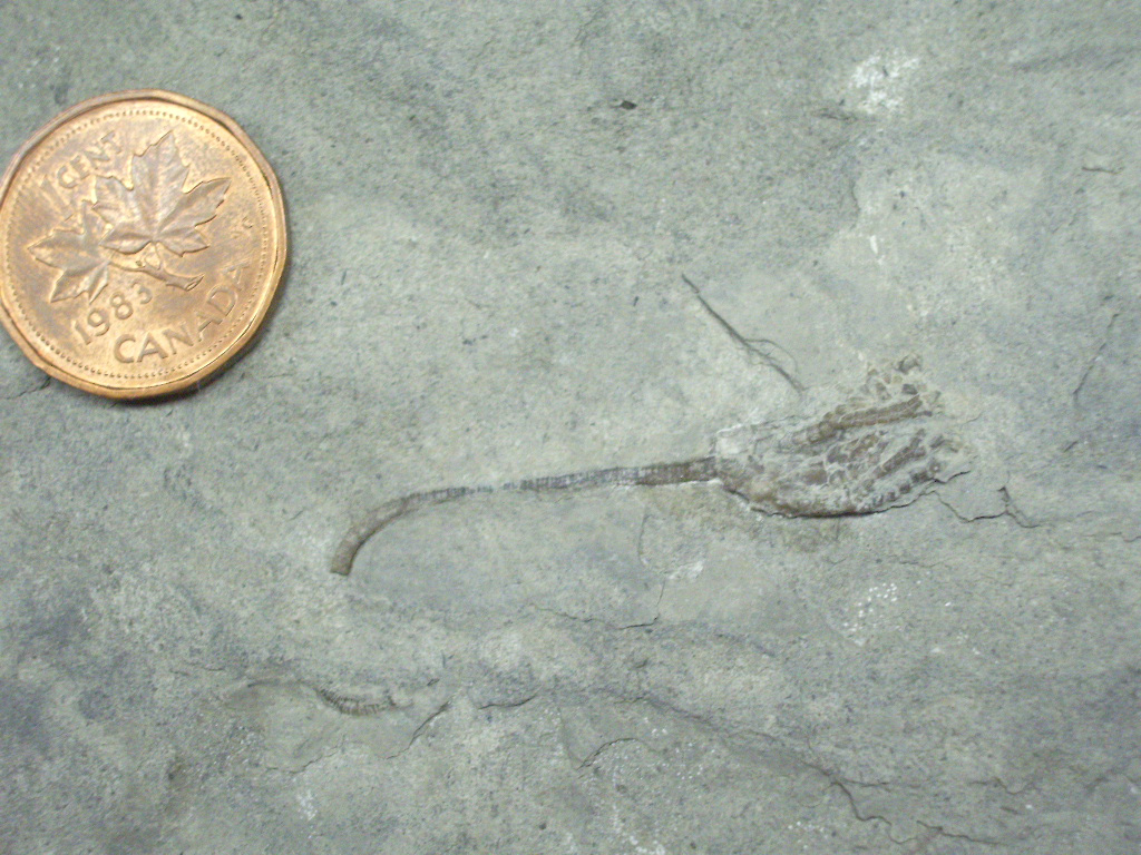 New blast pile at the quarry - Fossil Hunting Trips - The Fossil Forum