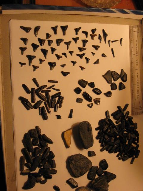 Florida Beach Finds From The Weekend - Fossil Hunting Trips - The ...