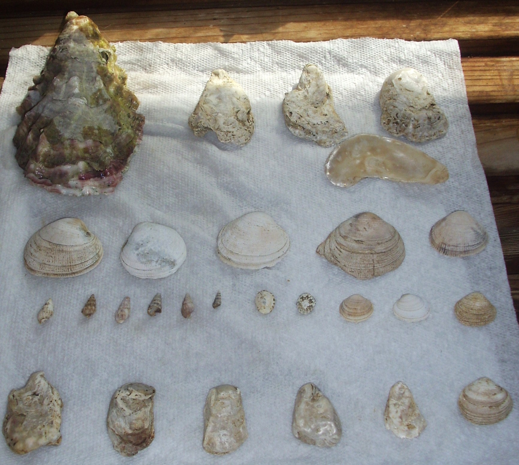 Oysters! Bbq And Fossilized - Fossil Hunting Trips - The Fossil Forum