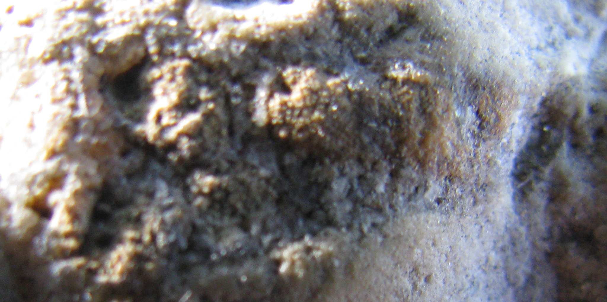 Cool Shell On A Neat Rock - Fossil ID - The Fossil Forum