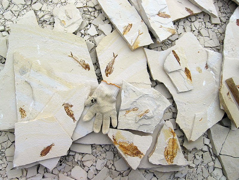 Fake Fish Fossils - General Fossil Discussion - The Fossil Forum
