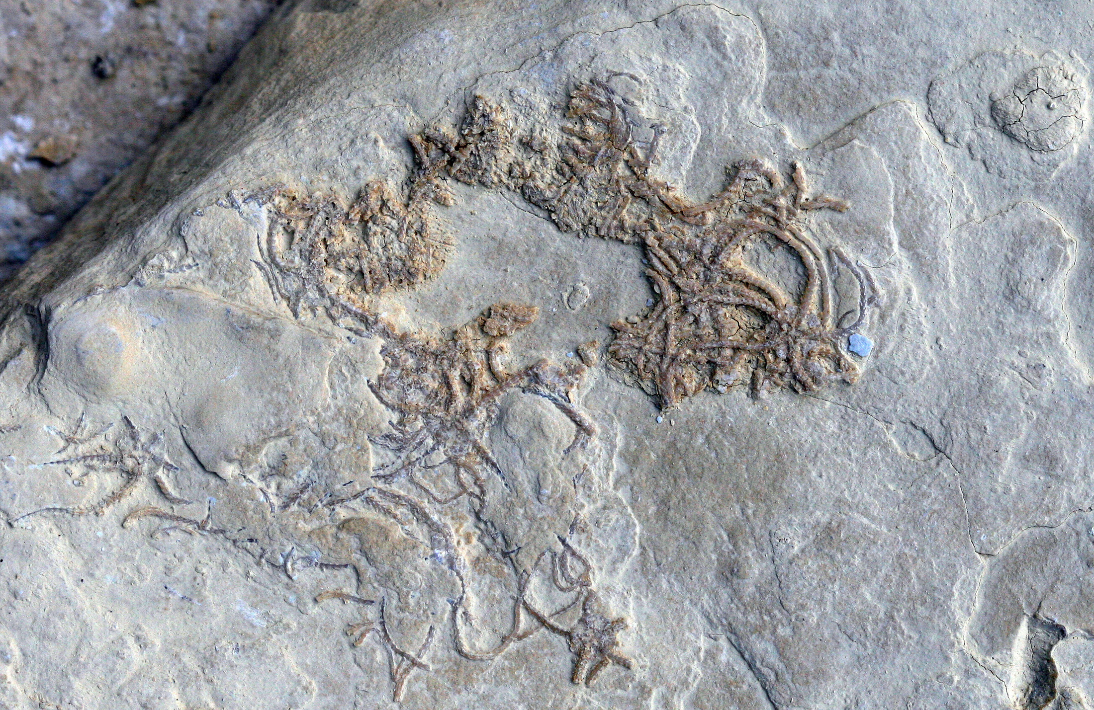Entries - September 2010 Finds Of The Month - Fossil of the Month - The ...