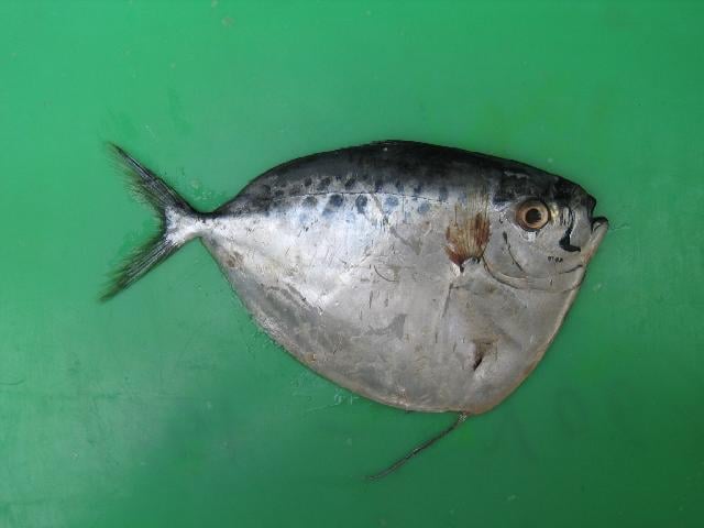 Mene Rhombea, A Moonfish From Monte Bolca - Member Collections - The ...