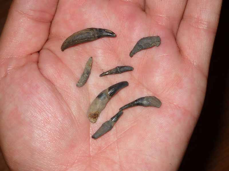 Show Us Your Dolphin And Prosqualodon Teeth - Member Collections - The ...