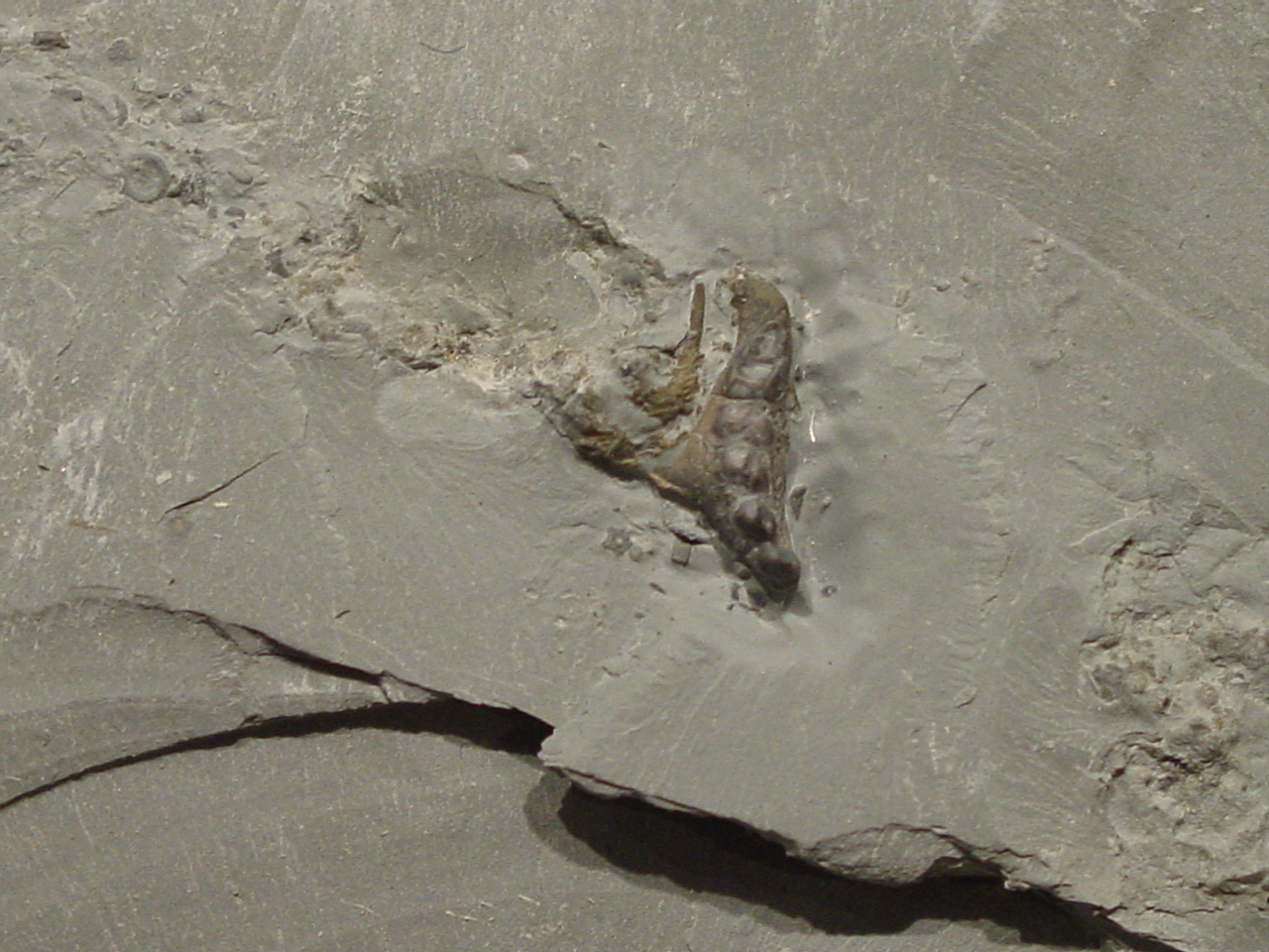 Teeth? Arkona On - Fossil ID - The Fossil Forum