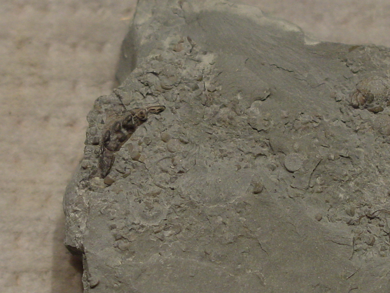 Teeth? Arkona On - Fossil ID - The Fossil Forum