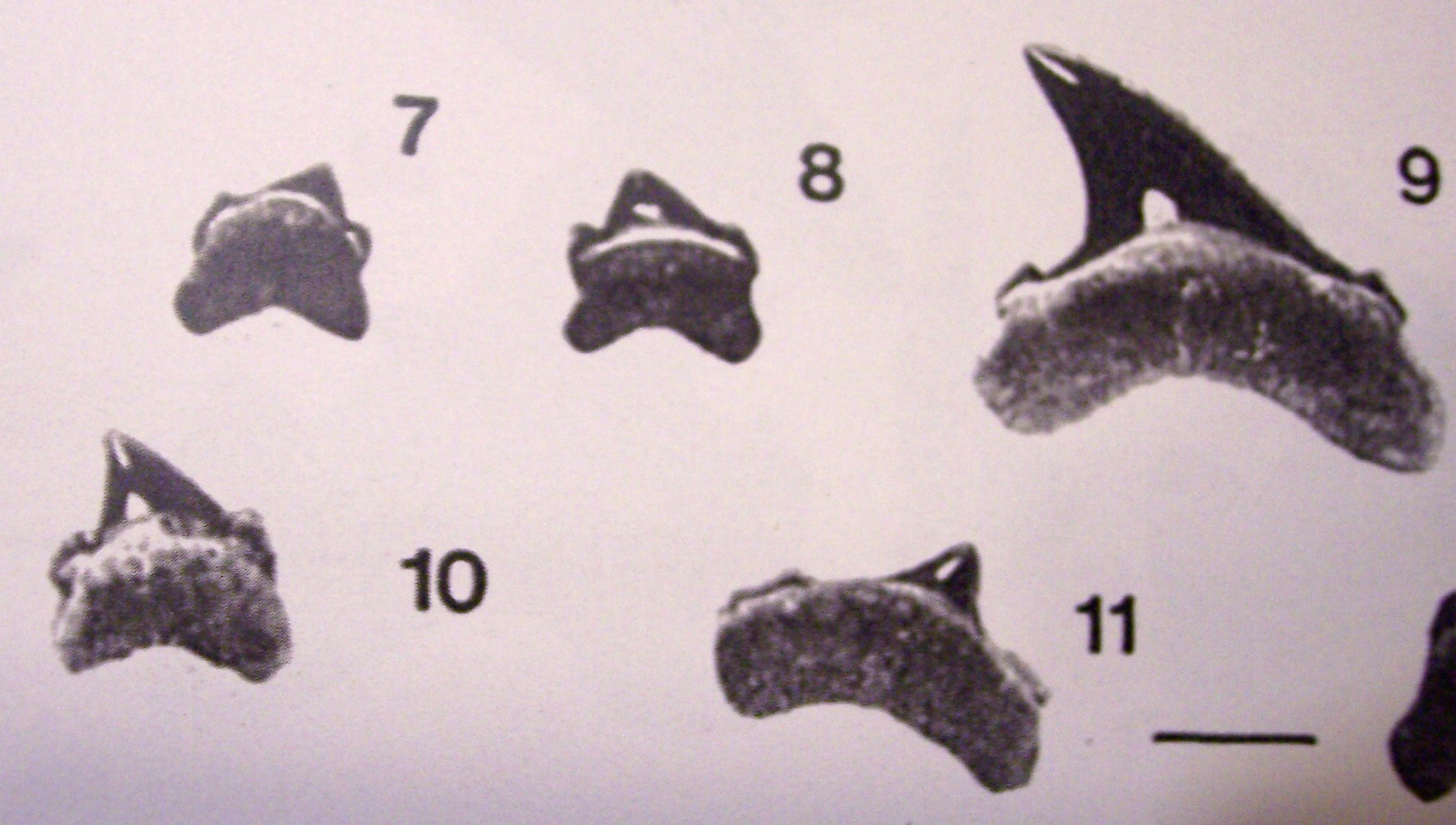 Mysterious Teeth - Fossil ID - The Fossil Forum