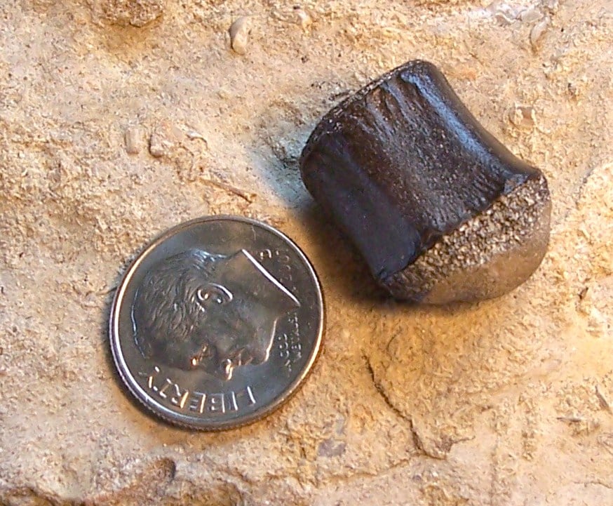 Gator ? - Fossil ID - The Fossil Forum
