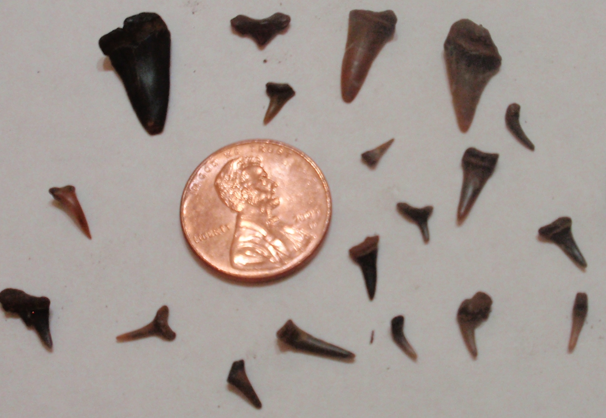 Fish Teeth? - Fossil ID - The Fossil Forum