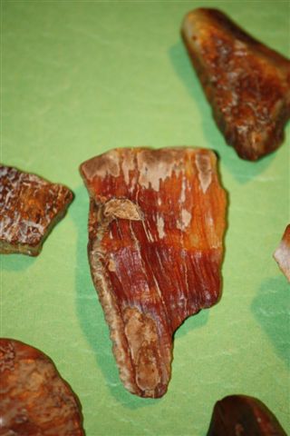 Parts Of Teeth? All Found In Texas. - Fossil ID - The Fossil Forum