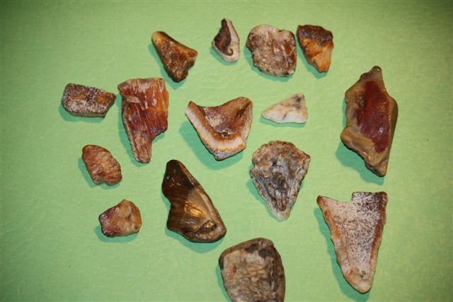 Parts Of Teeth? All Found In Texas. - Fossil ID - The Fossil Forum