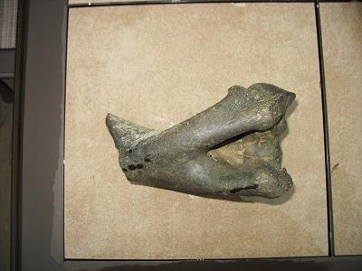Sloth Observation - General Fossil Discussion - The Fossil Forum