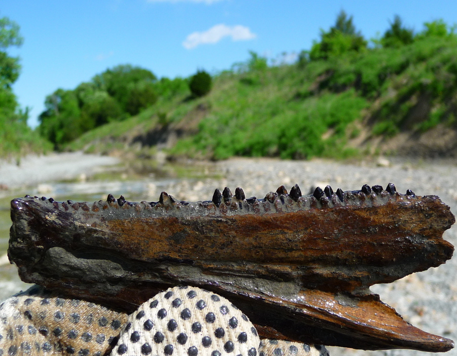 In Situ Pictures - General Fossil Discussion - The Fossil Forum