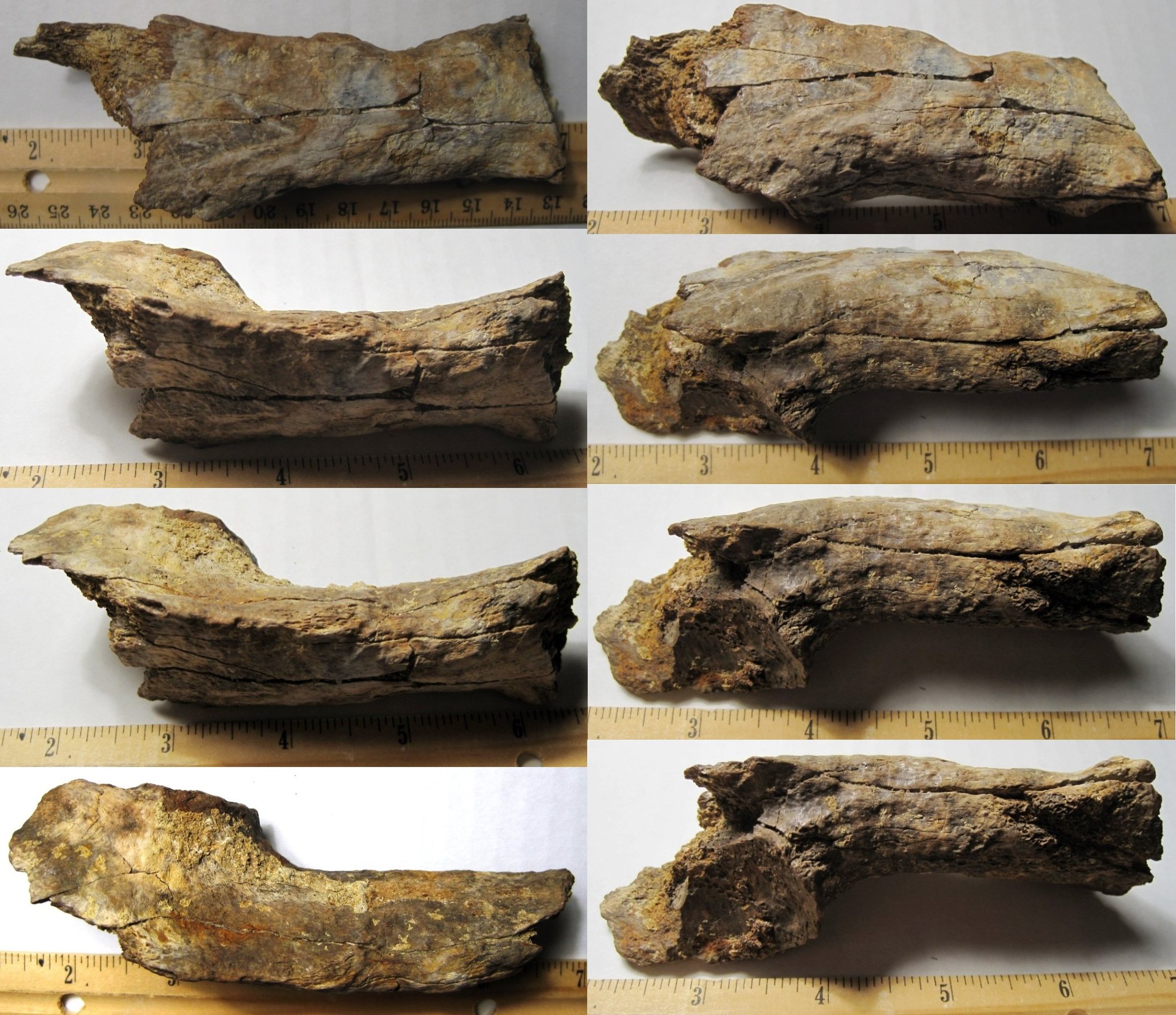 A Memorable Trip - Fossil Hunting Trips - The Fossil Forum