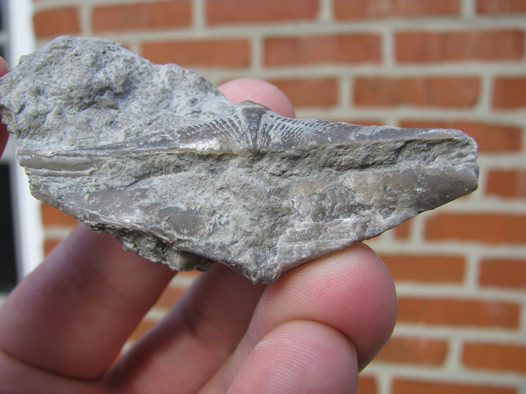 Unknown Trilos And Brach From Arkona - Fossil ID - The Fossil Forum