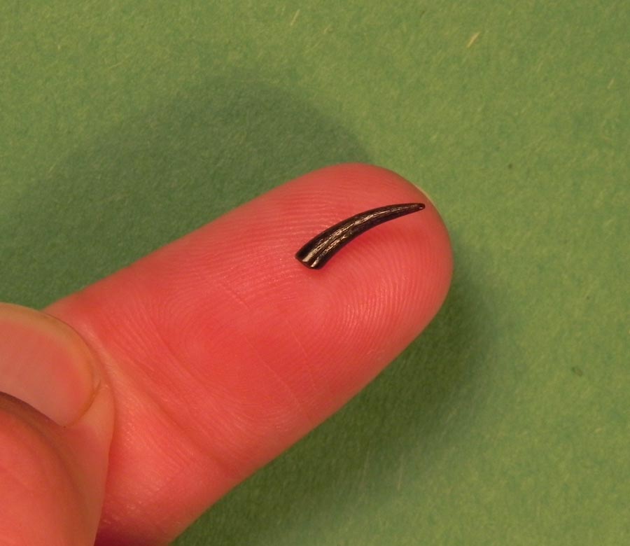 Reptile Tooth? From Upper Cretaceous - Fossil ID - The Fossil Forum