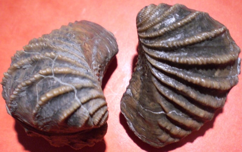 Cretaceous Fossil Clam Trigonia - General Fossil Discussion - The ...