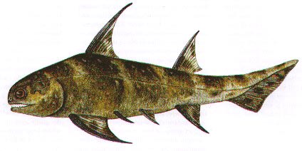Devonian Fish From Dewitt, New York - Member Collections - The Fossil Forum