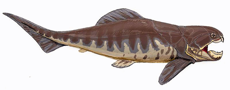 Devonian Fish From Dewitt, New York - Member Collections - The Fossil Forum
