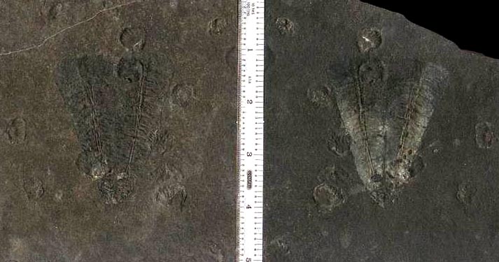 The Neglected Silurian Lagerstatten - Member Collections - The Fossil Forum